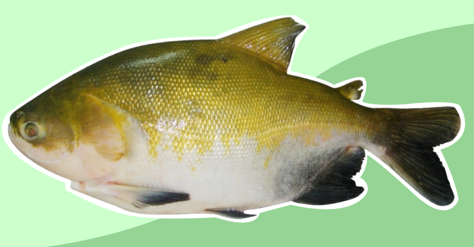 Como implantar a piscicultura de tambaqui para Pequeno Produtor Rural ...